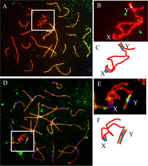 Synapsis Between The Two Y Chromosomes In Spermatocytes Of The 47 Xyy