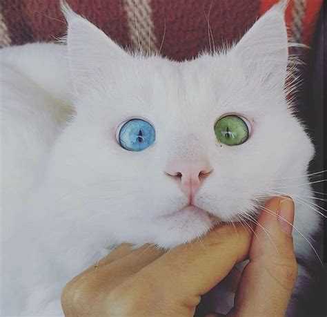 Look At Those Eyes 💙💚 R Aww