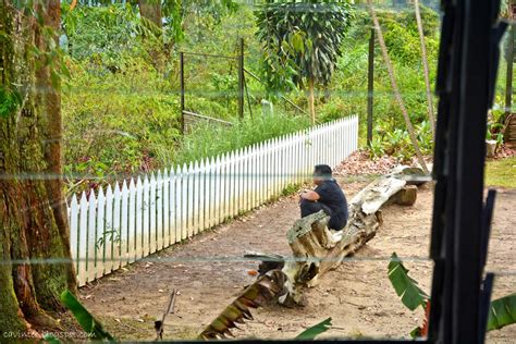 Entree Kibbles Boh Tea Centre Cafe With A Spectacular View Ummph