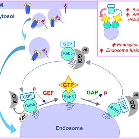 Subcellular Fractionation With Optiprep™ Download Scientific Diagram