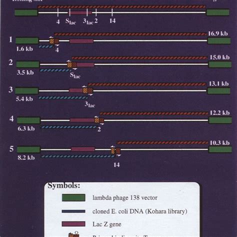 Mapping Of Transposon Insertions The Model System Used In These