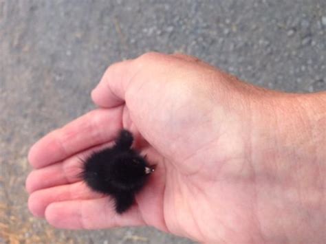 Links Naked Capitalism