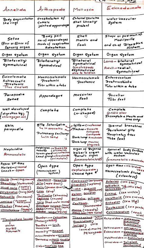 Phylum Chart A Visual Guide To The Animal Kingdom
