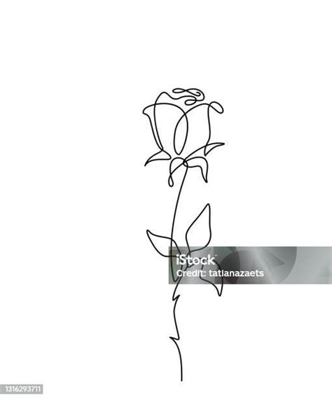 로즈 플라워 벡터 일러스트는 심플한 미니멀 한 연속 윤곽 한 줄 스타일로 꽃 식물 디자인을위한 자연 꽃 예술 흰색 배경에 격리