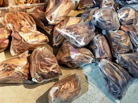 Iven Betta Bukit Timah Clementi Ib Aq Catappa Leaf