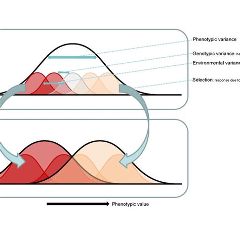 Conceptual Diagramof Breeding Selection Illustrating The Partitioning Download Scientific