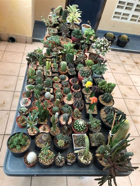 ปักพินโดย N S ใน Cactus