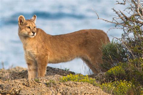 The Dazzling Diversity Of Patagonian Chile And Argentina Reef And