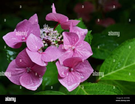 Close Up Photo Of Hydrangea Macrophylla In Bloom Pink Blooming
