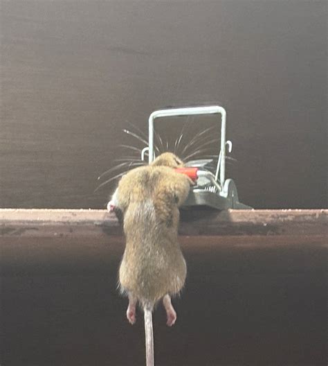 Dead Mouse Blank Template Imgflip