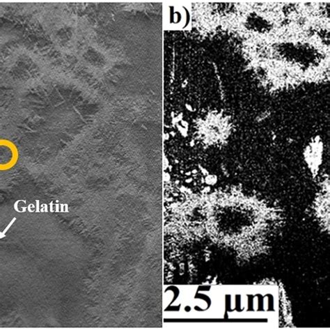 A SEM Image With Secondary Electrons Corresponding To A FIB Download Scientific Diagram