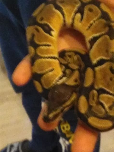 Looking For Identity Python Royal Is Not My Favourite Pet