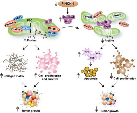 Mitochondrial Dynamics Links Pinch 1 Signaling To Proline Metabolic Reprogramming And Tumor Growth