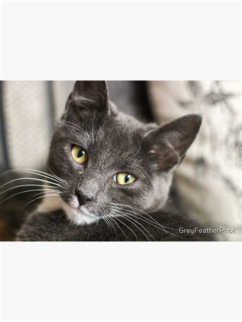 Whiskers Premium Matte Vertical Poster Sold By Chris Brady Sku 42001037 Printerval