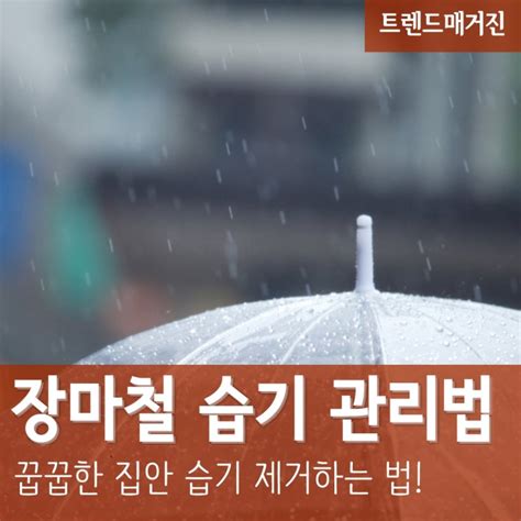 장마철 습기 관리 꿉꿉한 장마에 집안 실내 습기제거하는 법 네이버 블로그