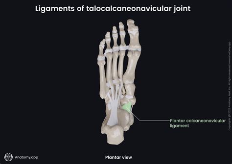Talonavicular Joint