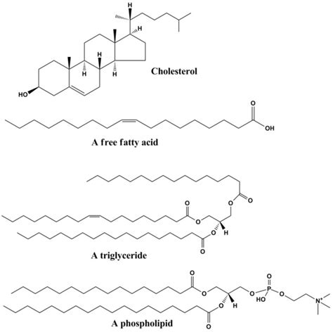 What Is The Difference Between Lipids And Cholesterol Pediaa Com