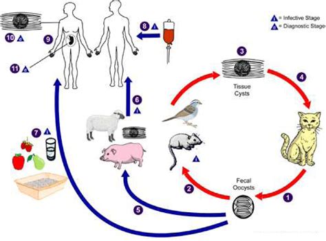 Figure 1 From Toxoplasma Gondii A Gastrointestinal Pathogen Associated With Human Brain Diseases