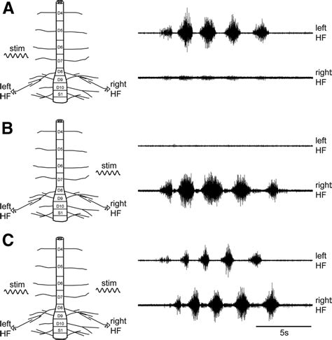 Out Of Phase Interlimb Coordination During Scratching Unilateral