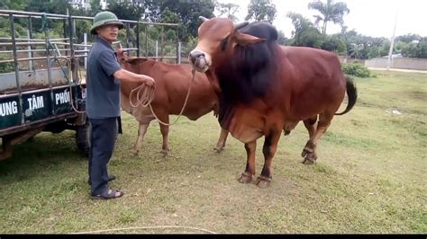 Clip Sex Mua D M Cho B Youtube