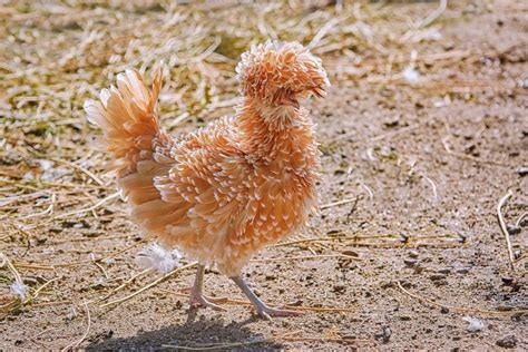 Frizzle Chicken 101 Complete Breed Info And Care Guide 2024