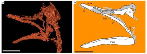 A Mid Cretaceous Enantiornithine Frozen In Time Letters From Gondwana