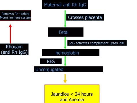 Neonatal Jaundicepdf