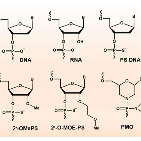 Natural And Chemically Modified Nucleotides Upper Panel Dna Rna And Download Scientific