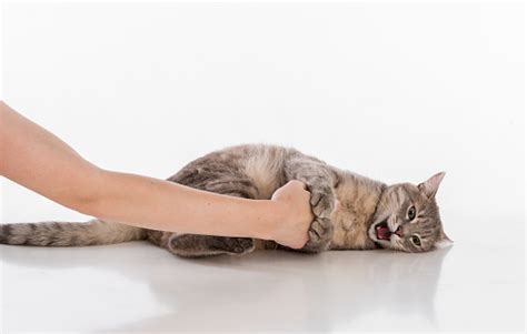 여자 손 터치 회색 고양이와 재생 흰색 배경과 반사 입을 엽니다 화가 나서 호기심이 많습니다 가축에 대한 스톡 사진 및 기타 이미지 Istock