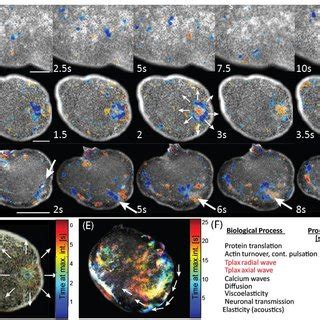 Contractility Patterns A C Examples Of Common Contractile Patterns Download Scientific