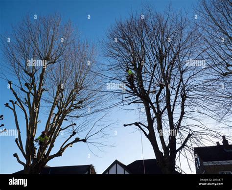 Tree Surgeons Pollarding Pruning Trees In North London Street In The