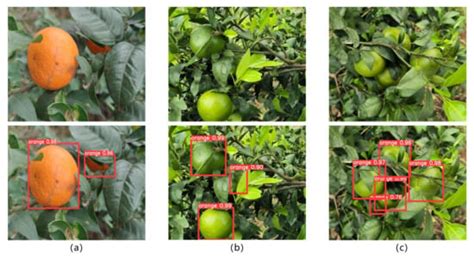 Ag Yolo A Rapid Citrus Fruit Detection Algorithm With Global Context