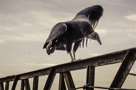 Basic JQuery Image Carousel Plugin Demo