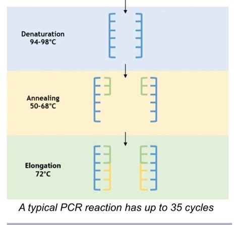Solved Denaturation 94 98°c Annealing 50 68°c Elongation