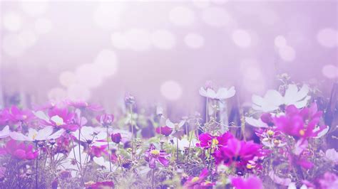 Natural Flower Wallpapers 4k Hd Backgrounds On Wallpaperbat