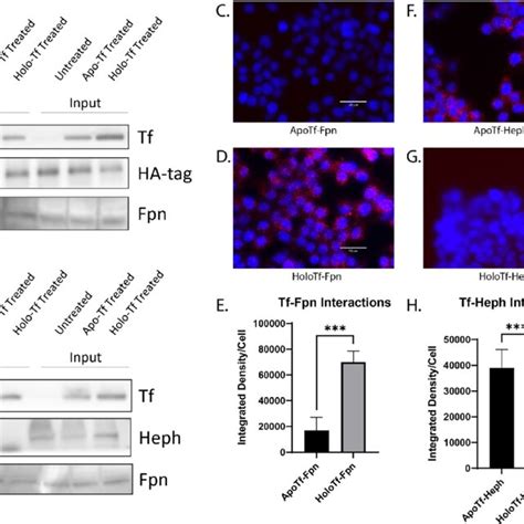 Apo And Holo Tf Interactions With Fpn And Heph Hek 293 Cells Were Download Scientific Diagram