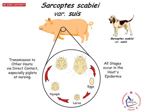 Sarcoptic Mange Mite Life Cycle