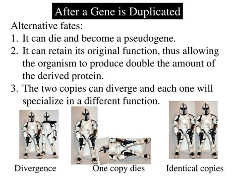 Ppt Gene Duplication Powerpoint Presentation Free Download Id641837