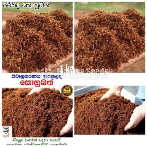 සරු සාර】නිෂ්පාදන Plants And Seeds