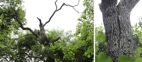 19 Barbastelle Barbastella Barbastellus Maternity Roost Within A Download Scientific Diagram