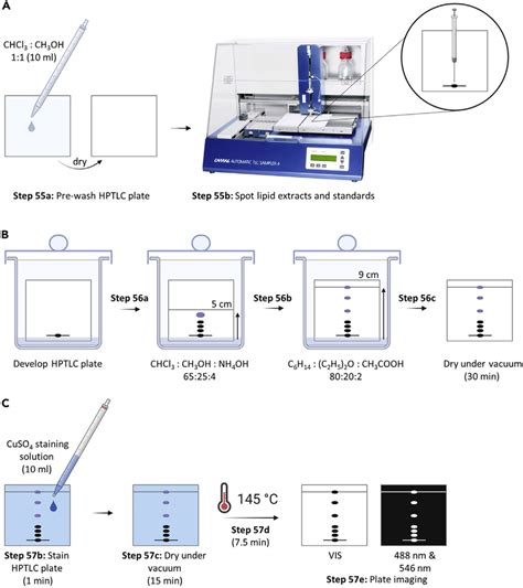 Lipid Separation And Detection By Hptlc A Hptlc Plate Preparation And Download Scientific