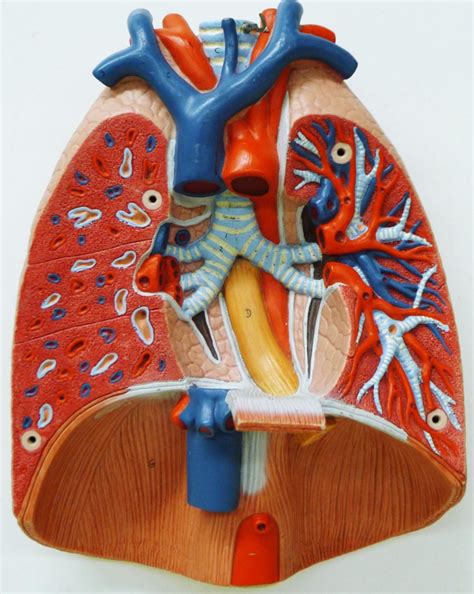 Lung Model Diagram Quizlet