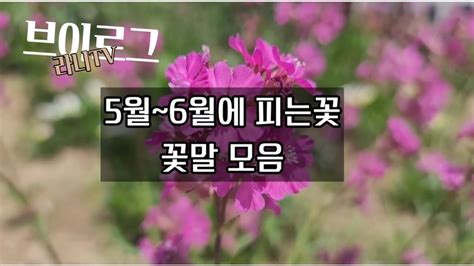 5월~6월에 피는꽃 꽃말 완벽정리 Youtube