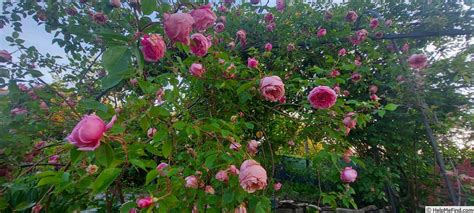 Dirks Rose Guide Mrs B R Cant