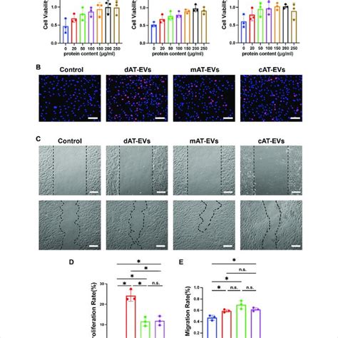 At Evs Promoted Cell Activity Proliferation And Migration Of Hdfs In