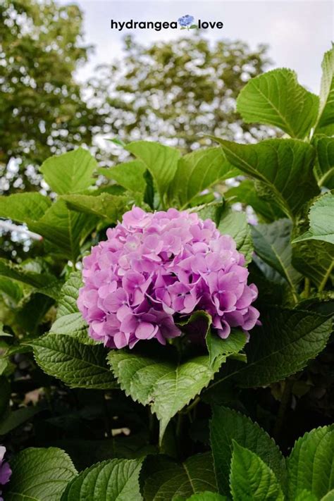 5 Gorgeous Hydrangea Arrangement Ideas Hydrangea Love