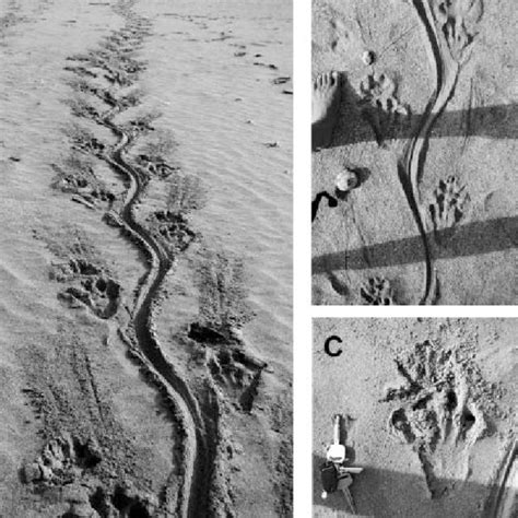 Measurements Of Crocodile Footprints And Trackways Manus Length D A A
