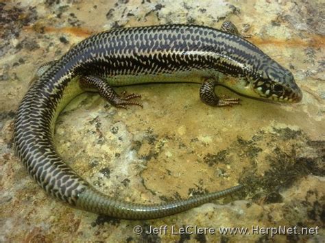 Great Plains Skink Plestiodon Obsoletus Amphibians And Reptiles Of Iowa