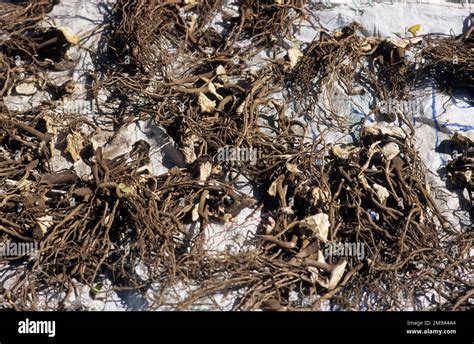 Fiji South Pacific Nadi Central Market Kava Roots Drying In The Sun
