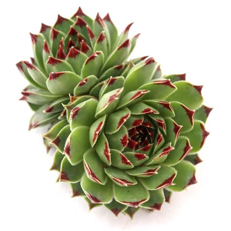 Sempervivum Calcareum Mrs Giuseppi Leaf And Clay®